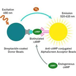 Alpha Assays | Revvity