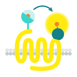 GPCR cell lines | Revvity