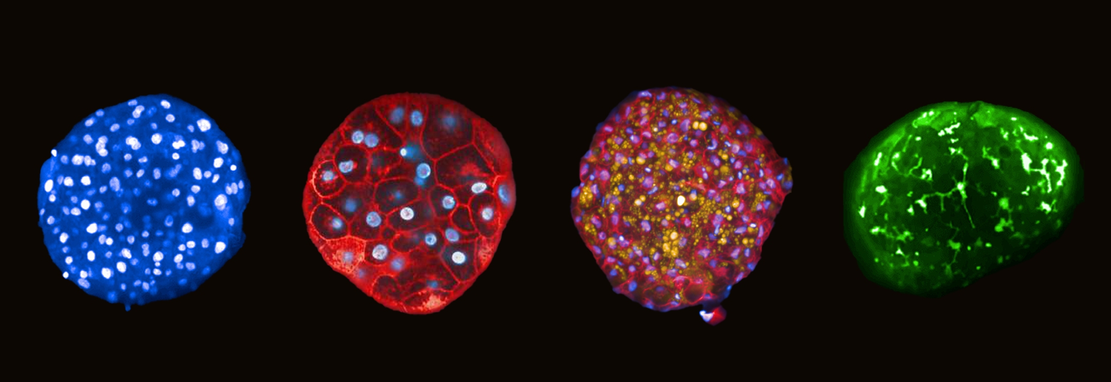 3D Cell Model Imaging and Analysis | Revvity