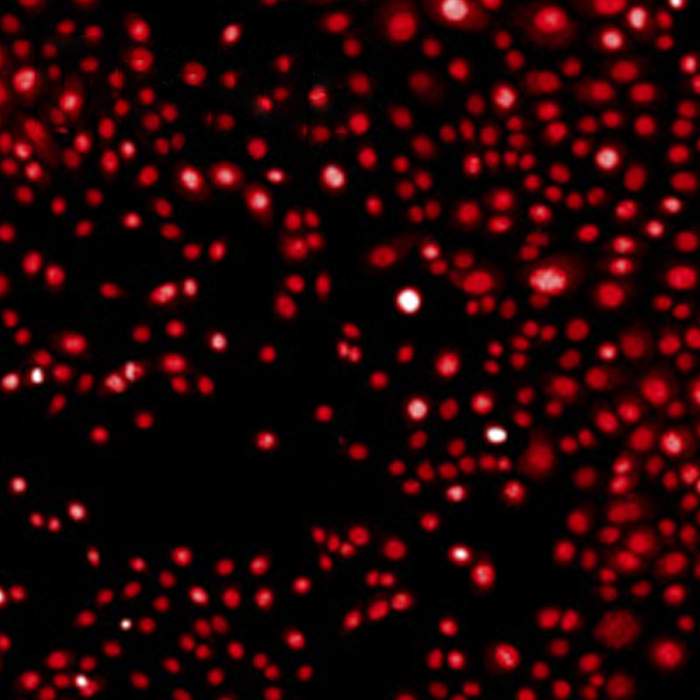 PhenoVue DRAQ5 Total Cell Nuclear Stain, 1 mL | Revvity