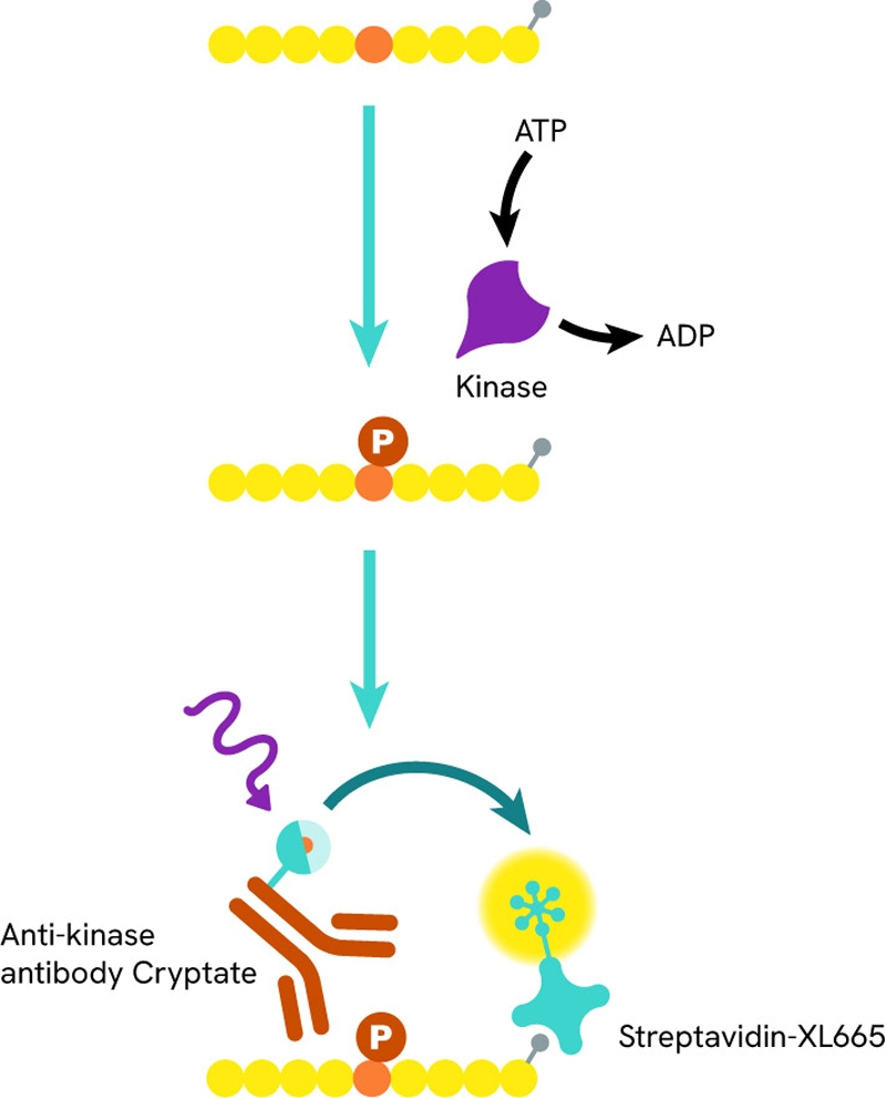 Protein kinase research reagents | Revvity