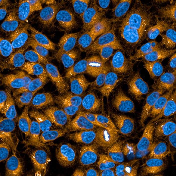 PhenoVue Fluor 555 - Concanavalin A | Revvity