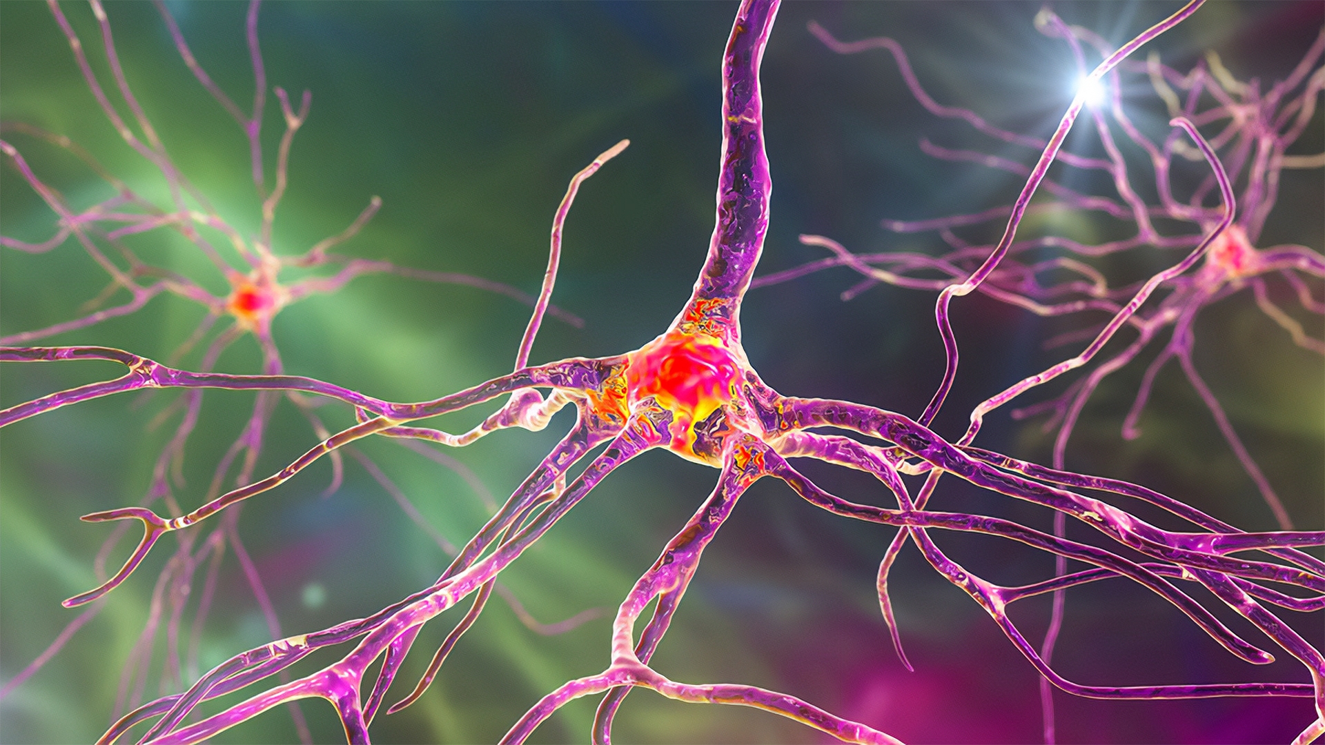 Radiolabeled α-Bungarotoxin sheds light on role of neuronal nicotinic ...