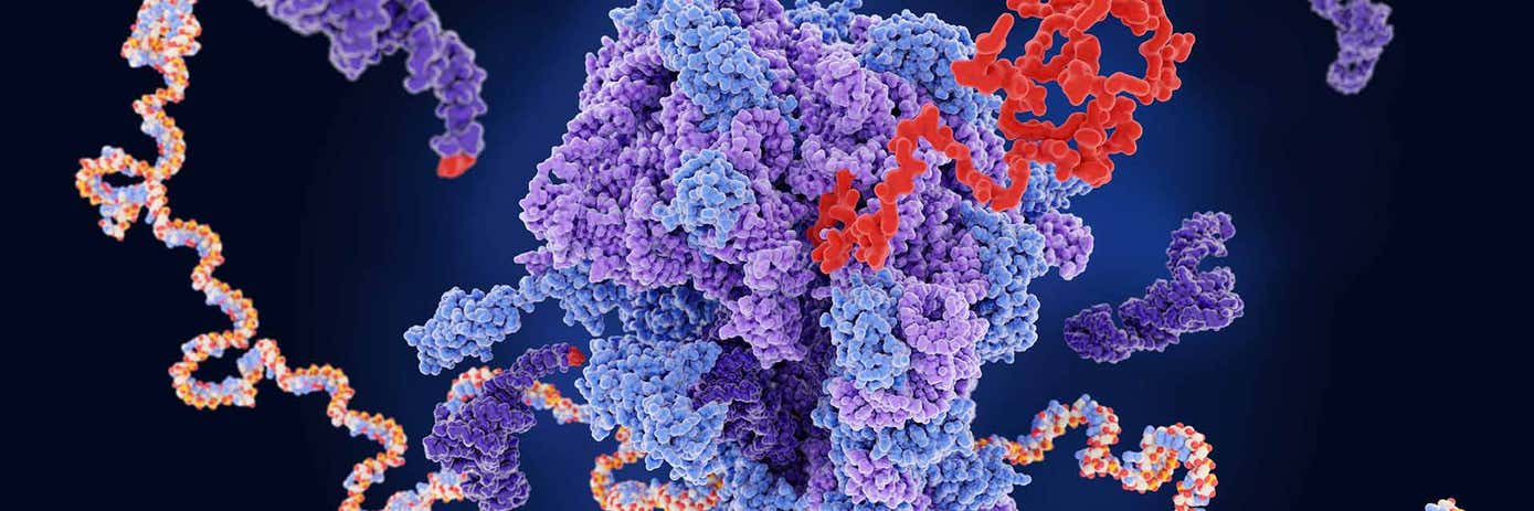 Small Rna Seq For Ribosome Profiling Ribo Seq Revvity