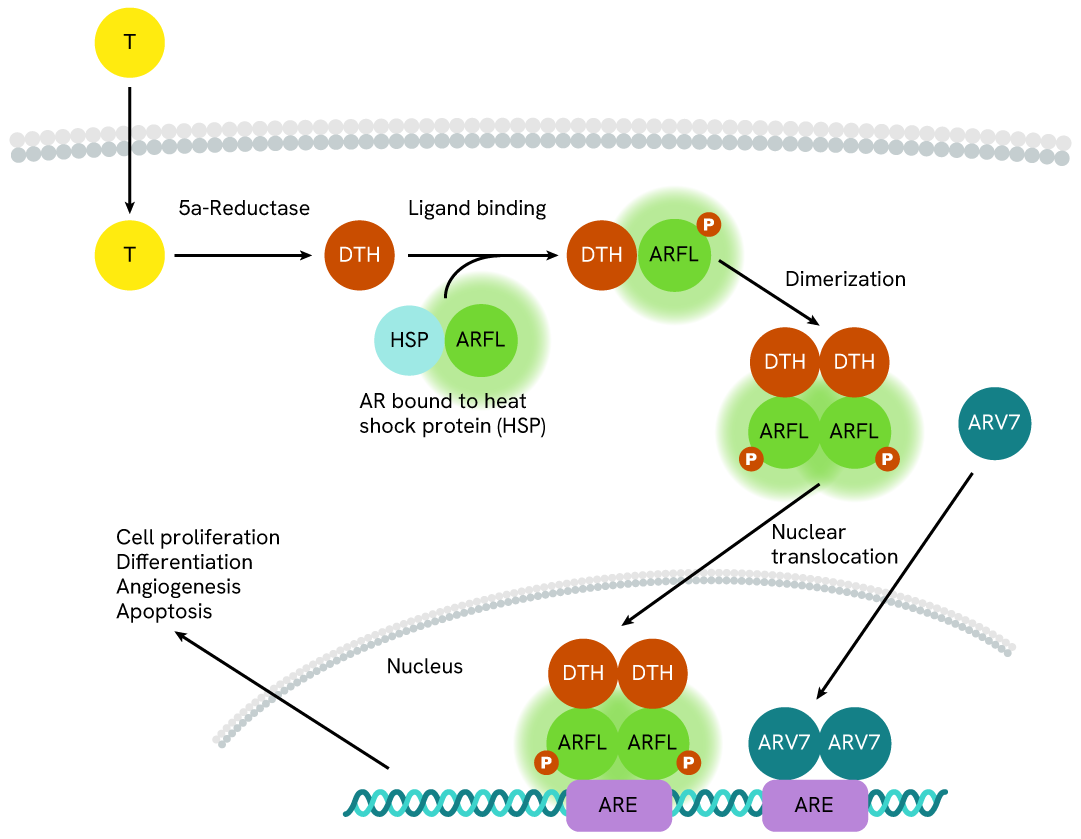HTRF Human Androgen Receptor Full Length Detection Kit, 500 Assay ...