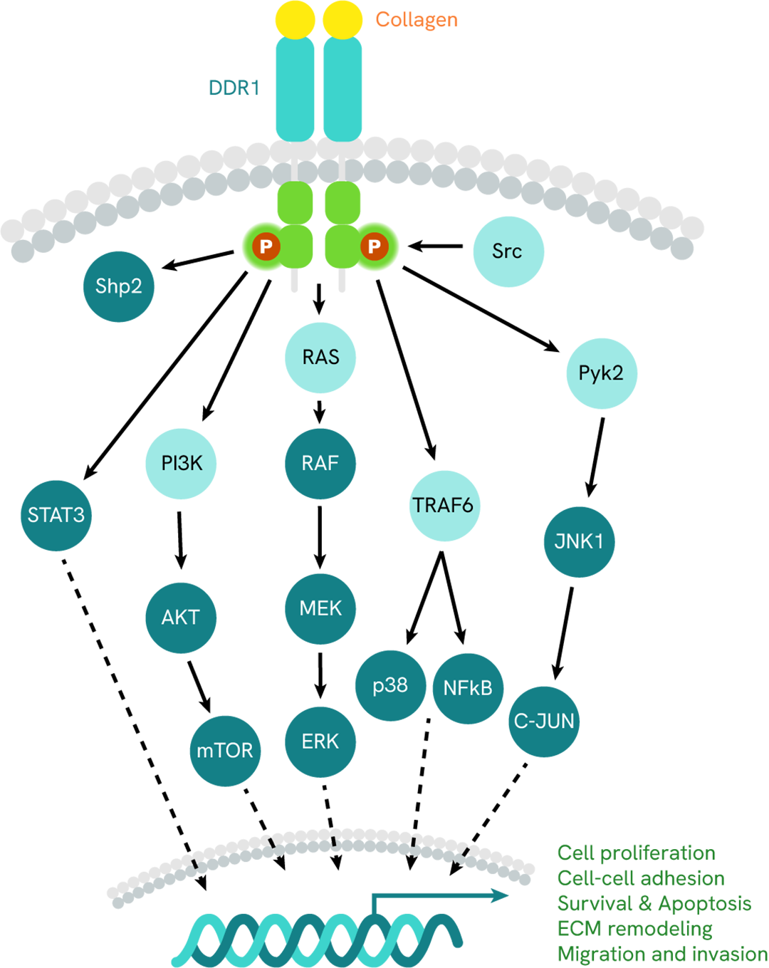 HTRF Human Total DDR1 Detection Kit