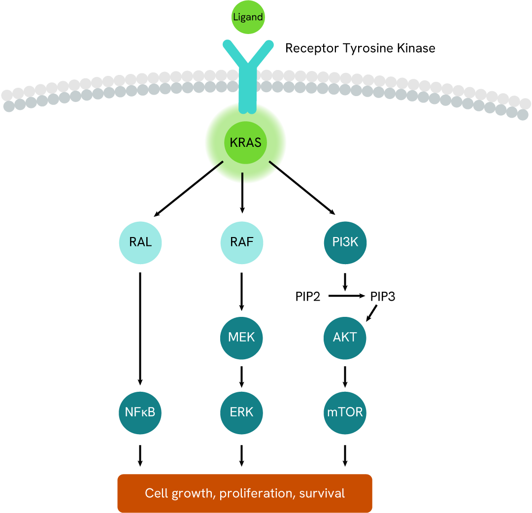 HTRF Human Total KRAS Detection Kit, 500 Assay Points | Revvity