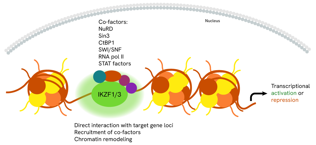 HTRF Human Total IKZF3 Detection Kit, 500 Assay Points | Revvity