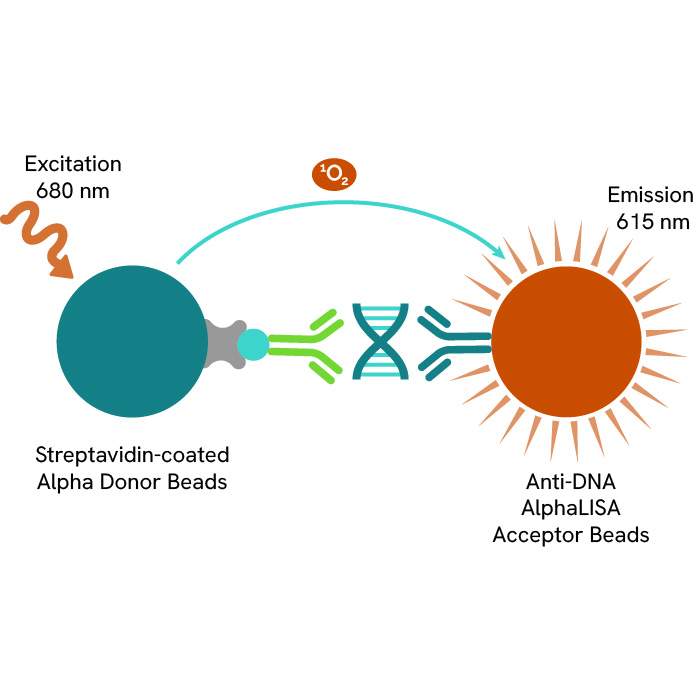 AlphaLISA Human FcRn Binding Kit, 5,000 Assay Points | Revvity