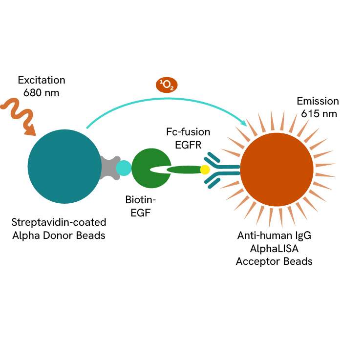 AlphaLISA Human FcGR3B (CD16b) Binding Kit, 500 Assay Points | Revvity