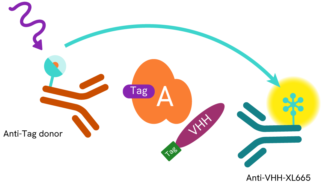 HTRF Anti-VHH-XL665, 5,000 Assay Points | Revvity