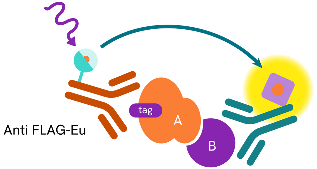 HTRF MAb Anti FLAG-Eu cryptate
