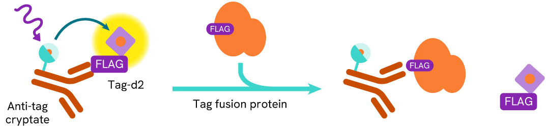 HTRF FLAG Check Kit, 500 Assay Points | Revvity