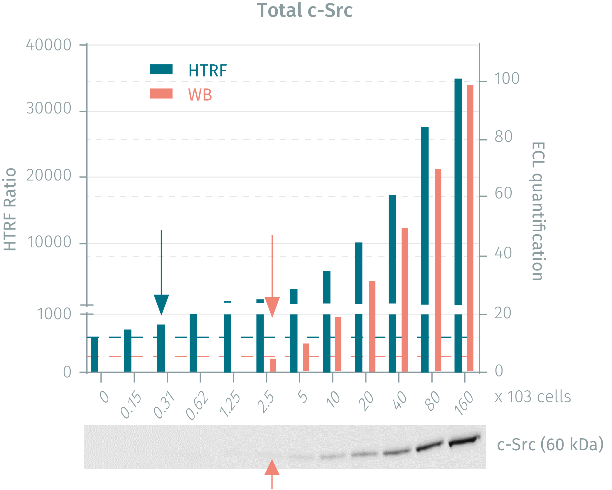 HTRF Human & Mouse Total c-Src Detection Kit, 500 Assay Points | Revvity