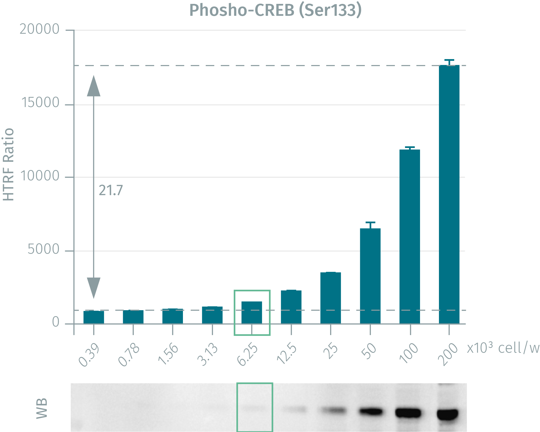 HTRF Human and Mouse Phospho-CREB (Ser133) Detection Kit, 96 Assay ...