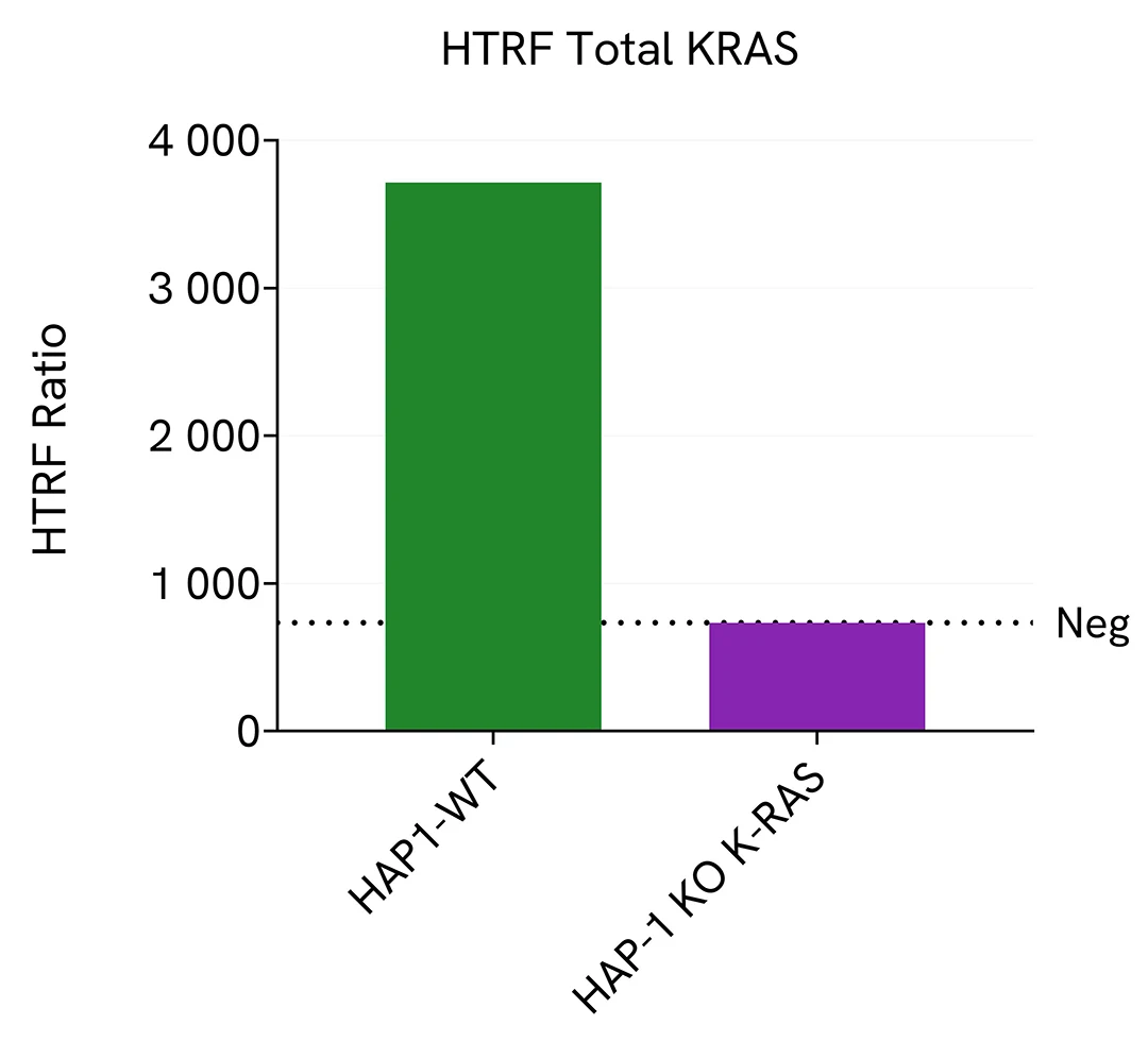 HTRF Human Total KRAS Detection Kit, 500 Assay Points | Revvity