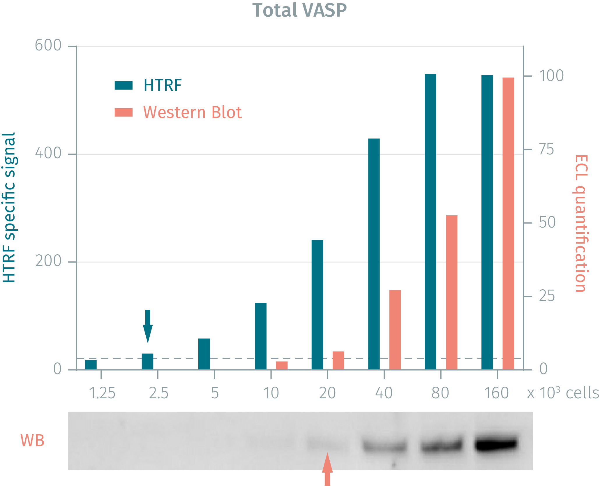 HTRF Human & Mouse Total VASP Detection Kit, 500 Assay Points | Revvity