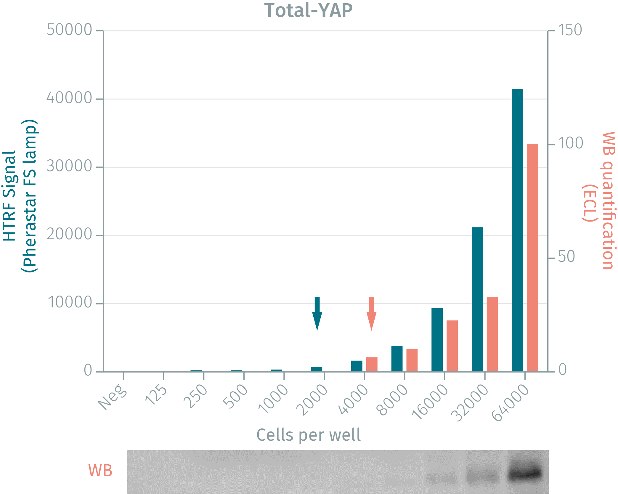 Htrf Human And Mouse Total Yap Detection Kit 500 Assay Points Revvity
