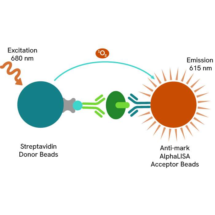 AlphaLISA Tri-Methyl-Histone H3 Lysine 27 (H3K27me3) Detection Kit, 500 Assay Points | Revvity