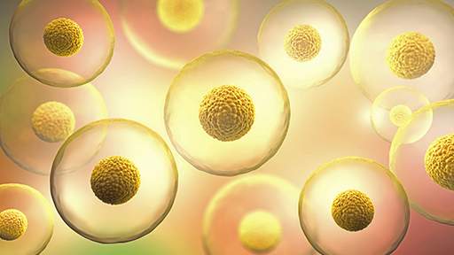 3D Cell Model Imaging and Analysis | Revvity