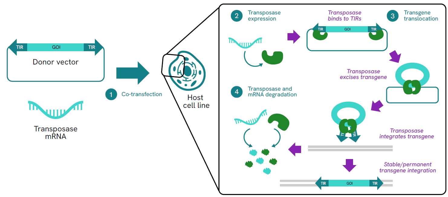 TnT Transposon Vector System | Revvity