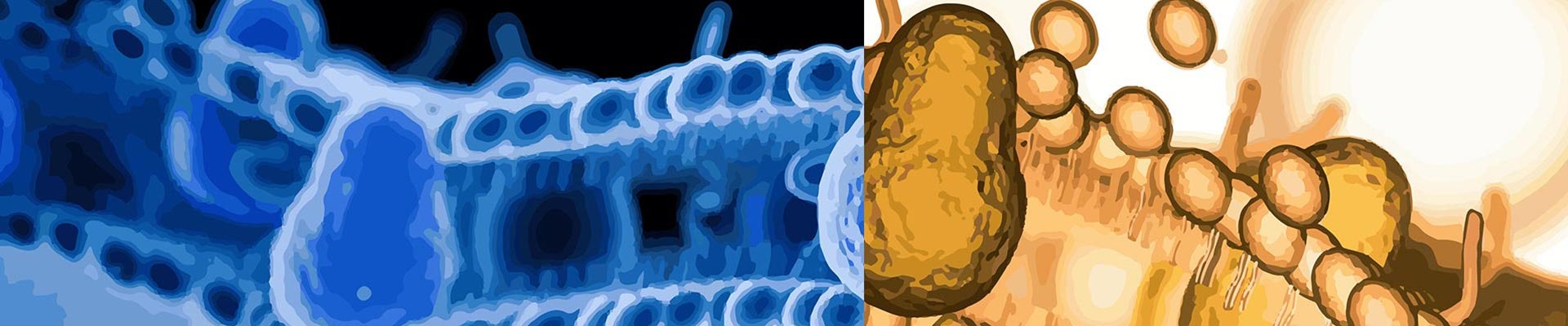 Optimize your GTP binding assays with these Gαi agonist and antagonist ...