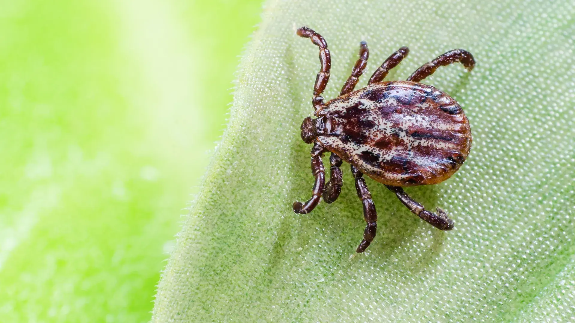 Examining tick-borne pathogens: obstacles & strategies to tackle them ...