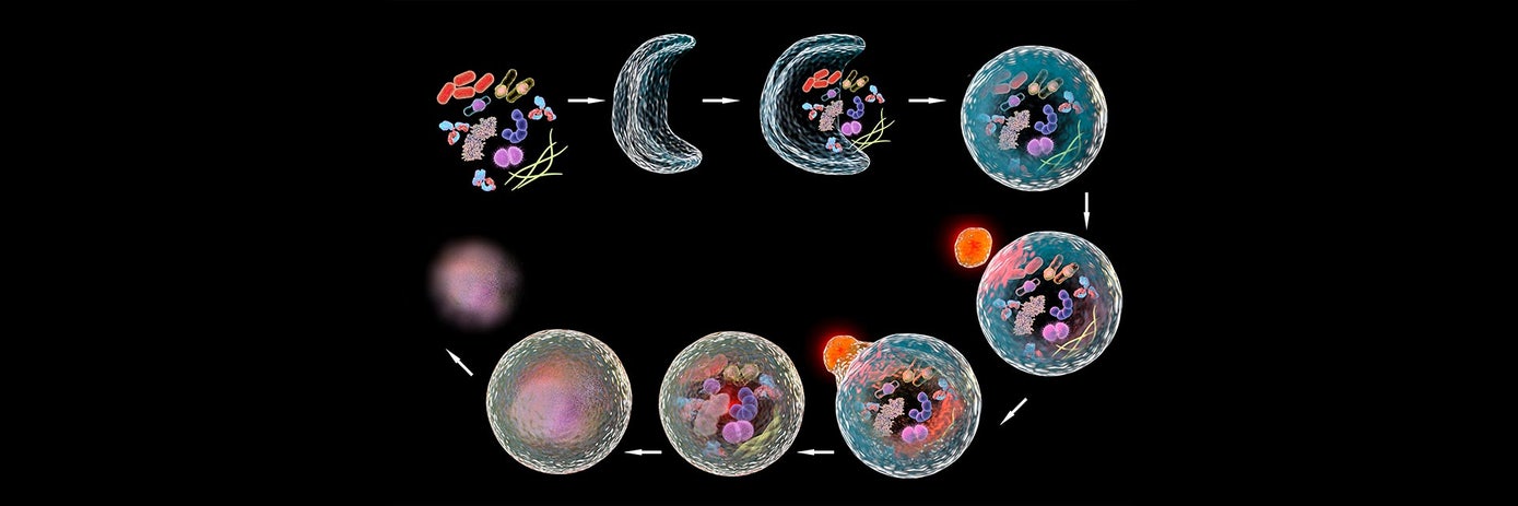 Advancing Autophagy Detection Htrf Lc3b Ii Assay For Specific And