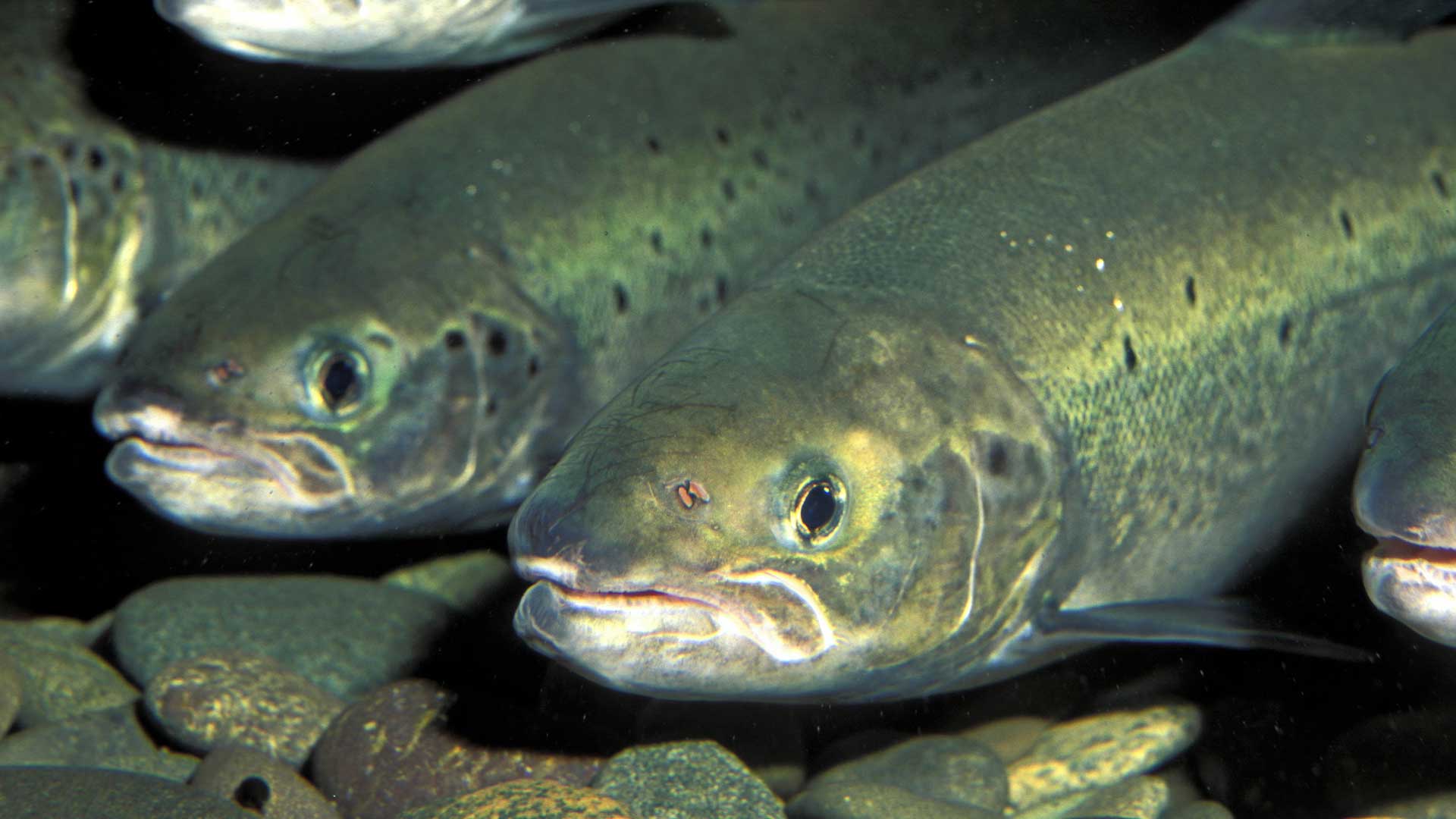 MicroRNAs in fish biology: development, reproduction, and stress ...