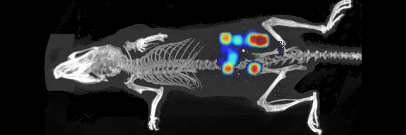 In vivo imaging: tips, tricks, and FAQs | Revvity