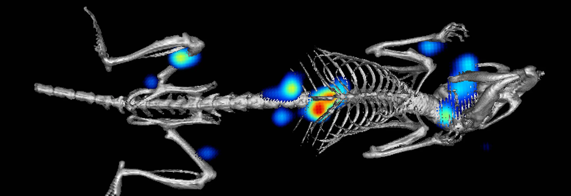 In Vivo Imaging | Revvity