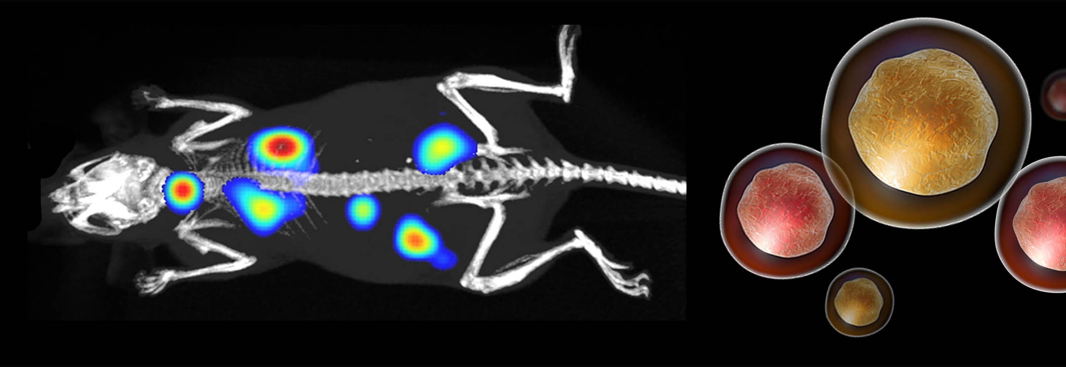 Optical Imaging | Revvity