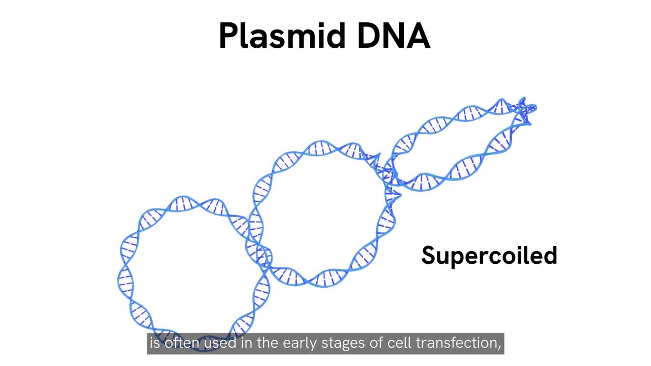 Plasmid Dna Plasmid DNA Structure, Function, Isolation And