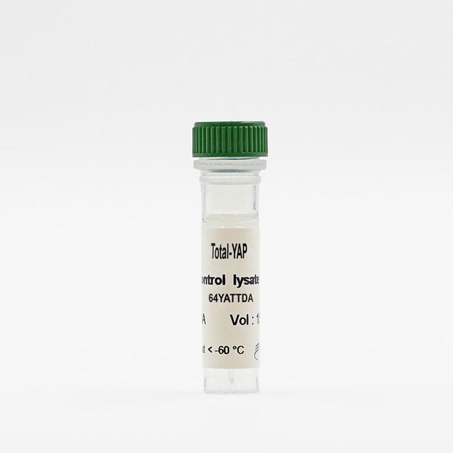 HTRF Human and Mouse Total YAP Detection Kit, Control Lysate | Revvity