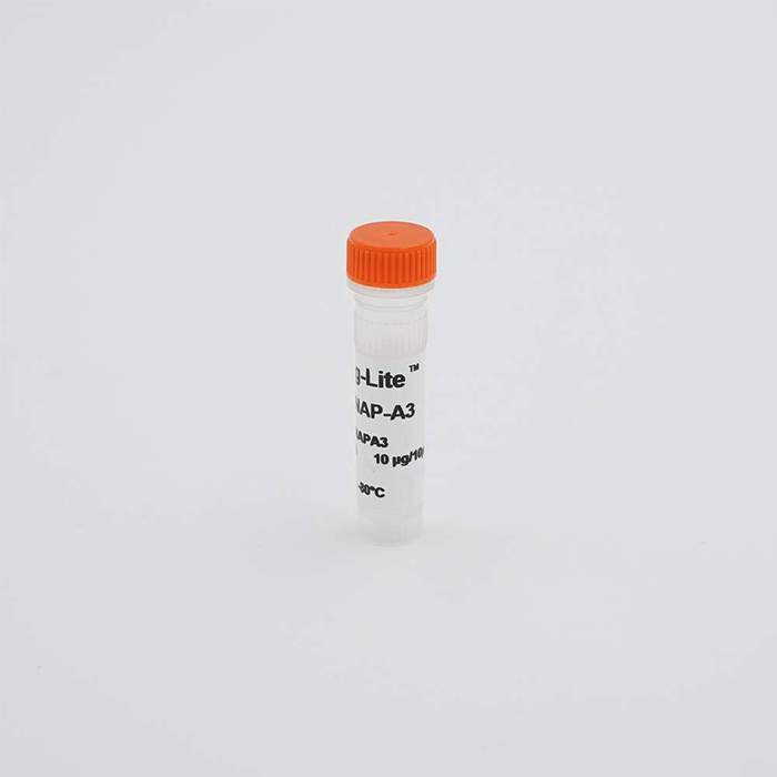 HTRF Tag-Lite pSNAP-Adenosine A3 Receptor Plasmid | Revvity